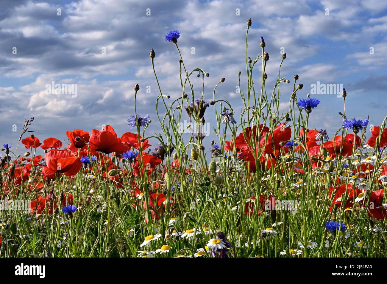 Poppies rewilding hi-res stock photography and images - Alamy