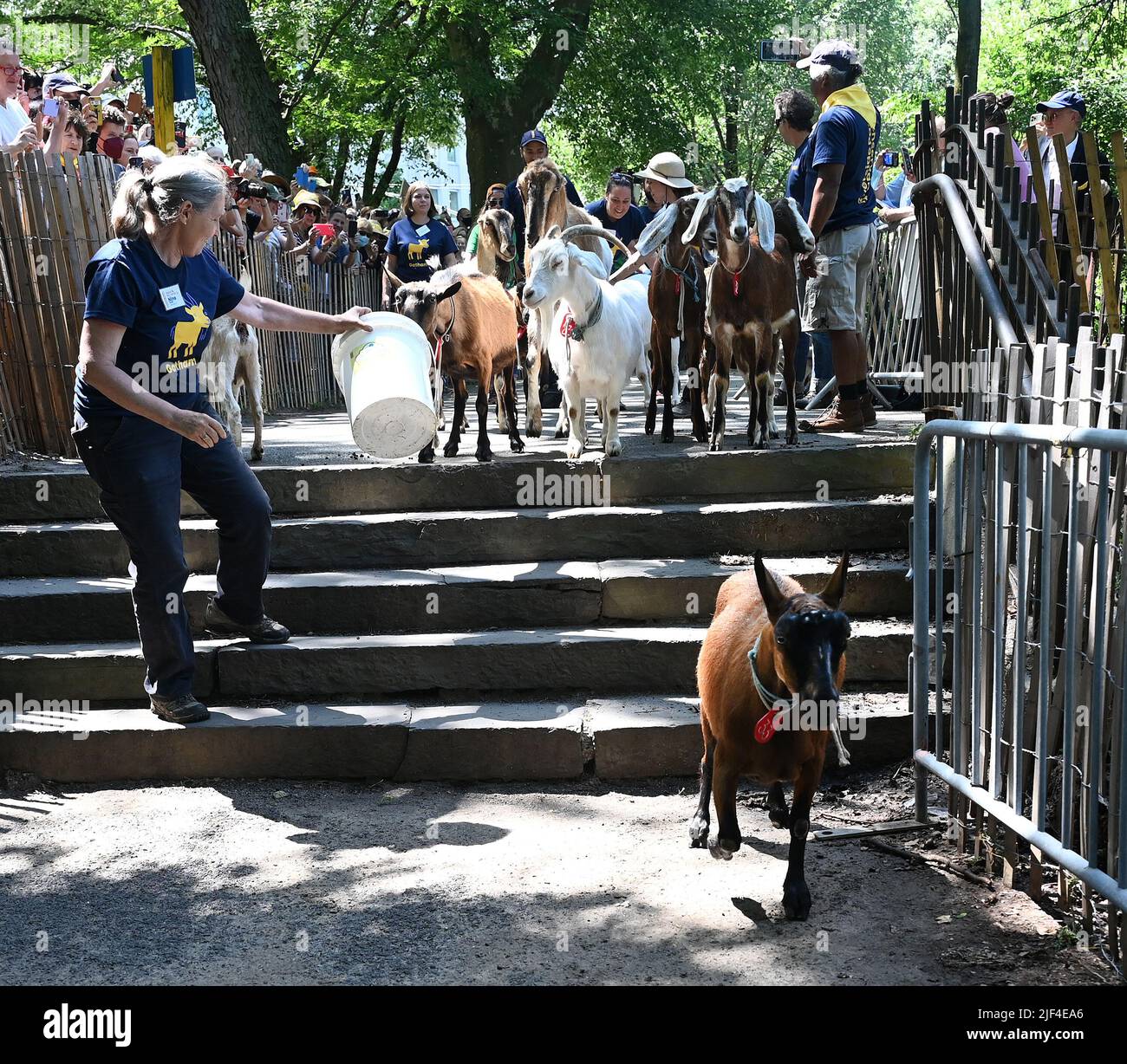 New York, NY, USA. 29th June, 2022. Twenty Goats are seen during the ...
