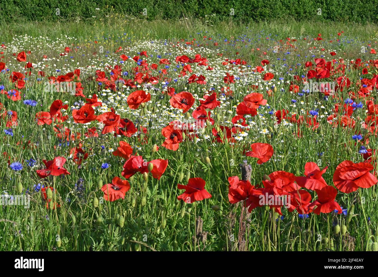 Poppies rewilding hi-res stock photography and images - Alamy