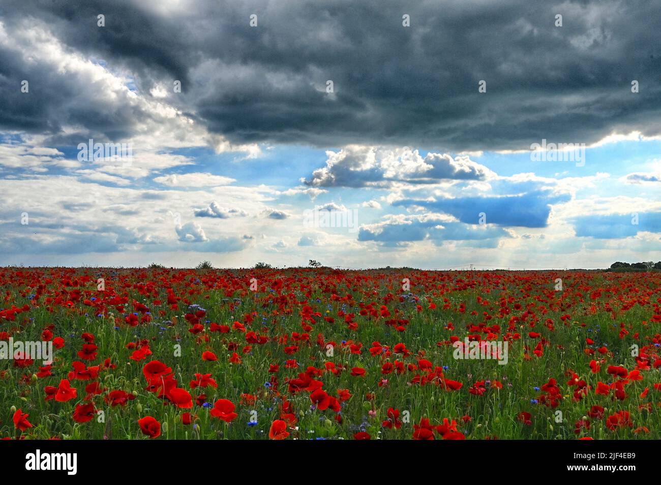 Poppies rewilding hi-res stock photography and images - Alamy