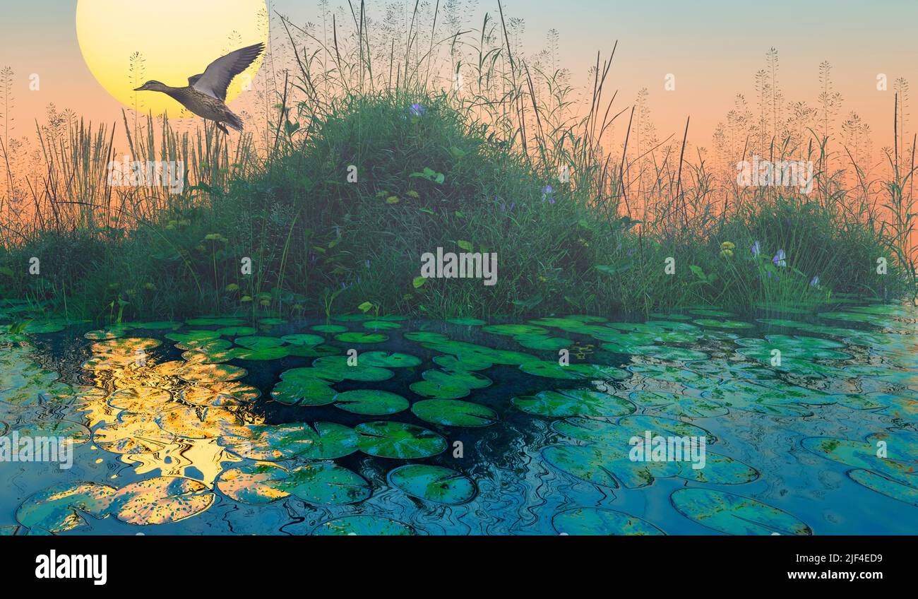 beautiful landscape background flying duck on the lake setting sun ...