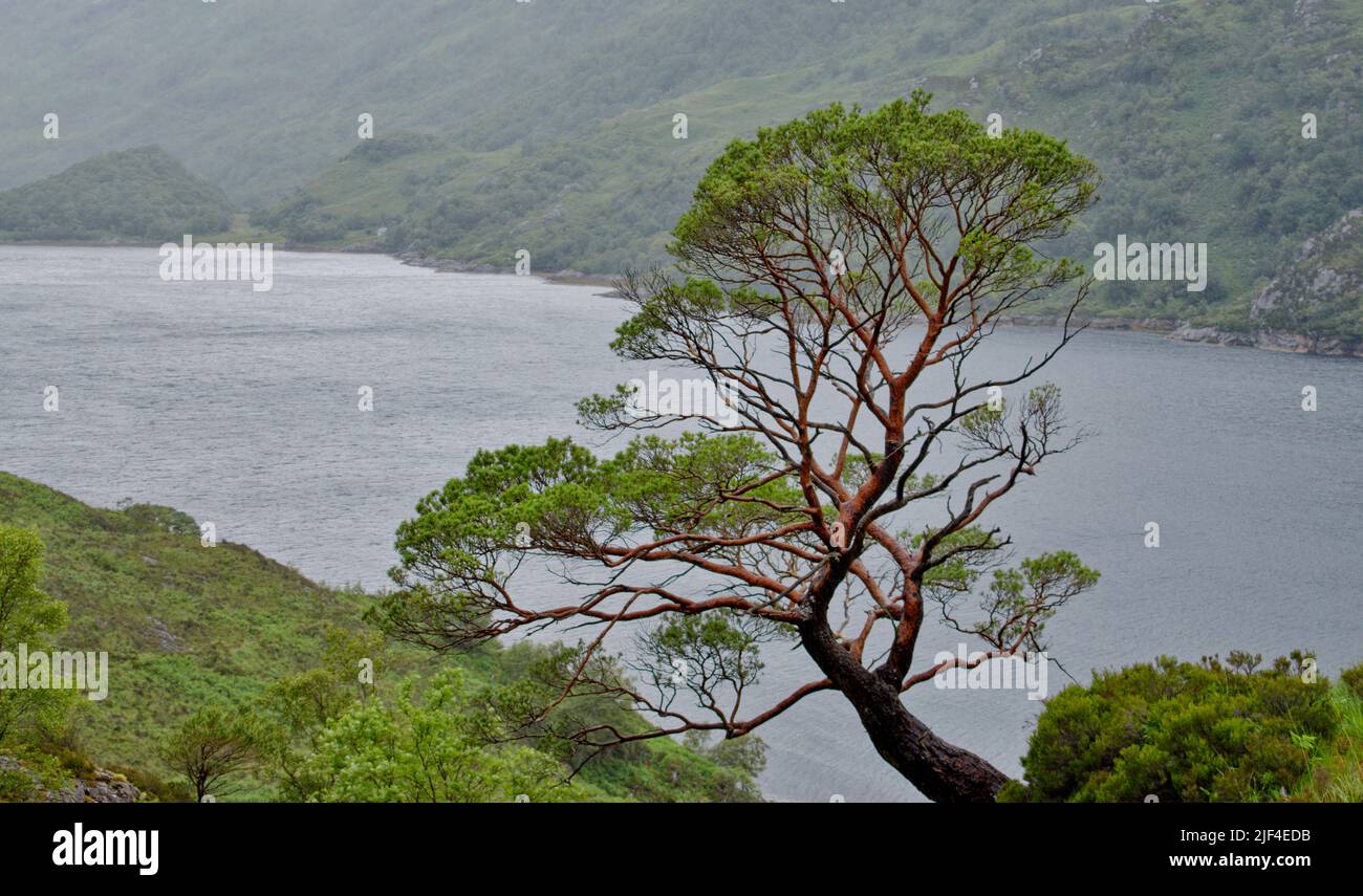 KINLOCH HOURN LOCH HOURN KNOYDART SCOTLAND EARLY SUMMER HEAVY RAIN OVER ...