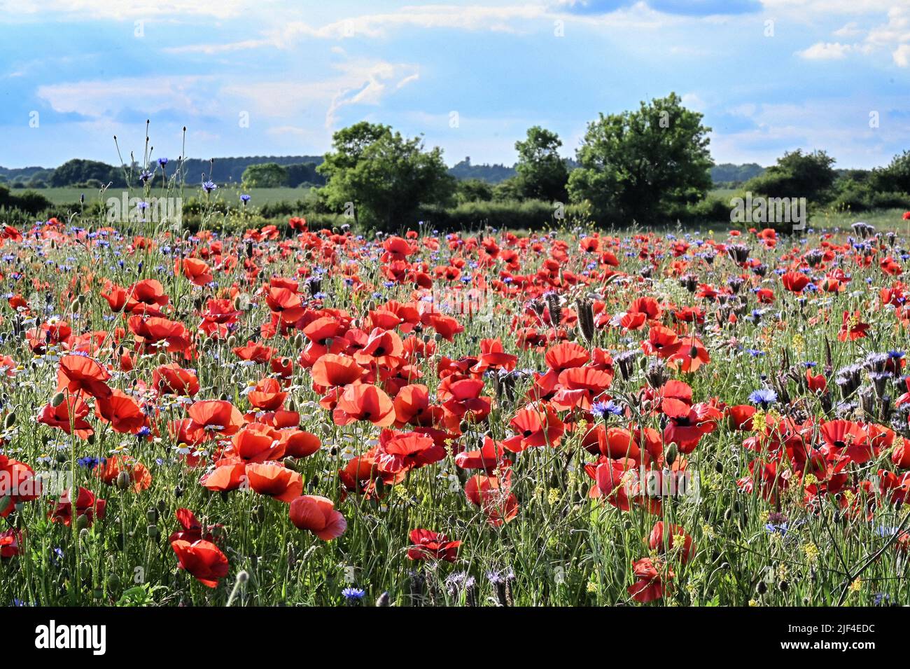 Poppies rewilding hi-res stock photography and images - Alamy