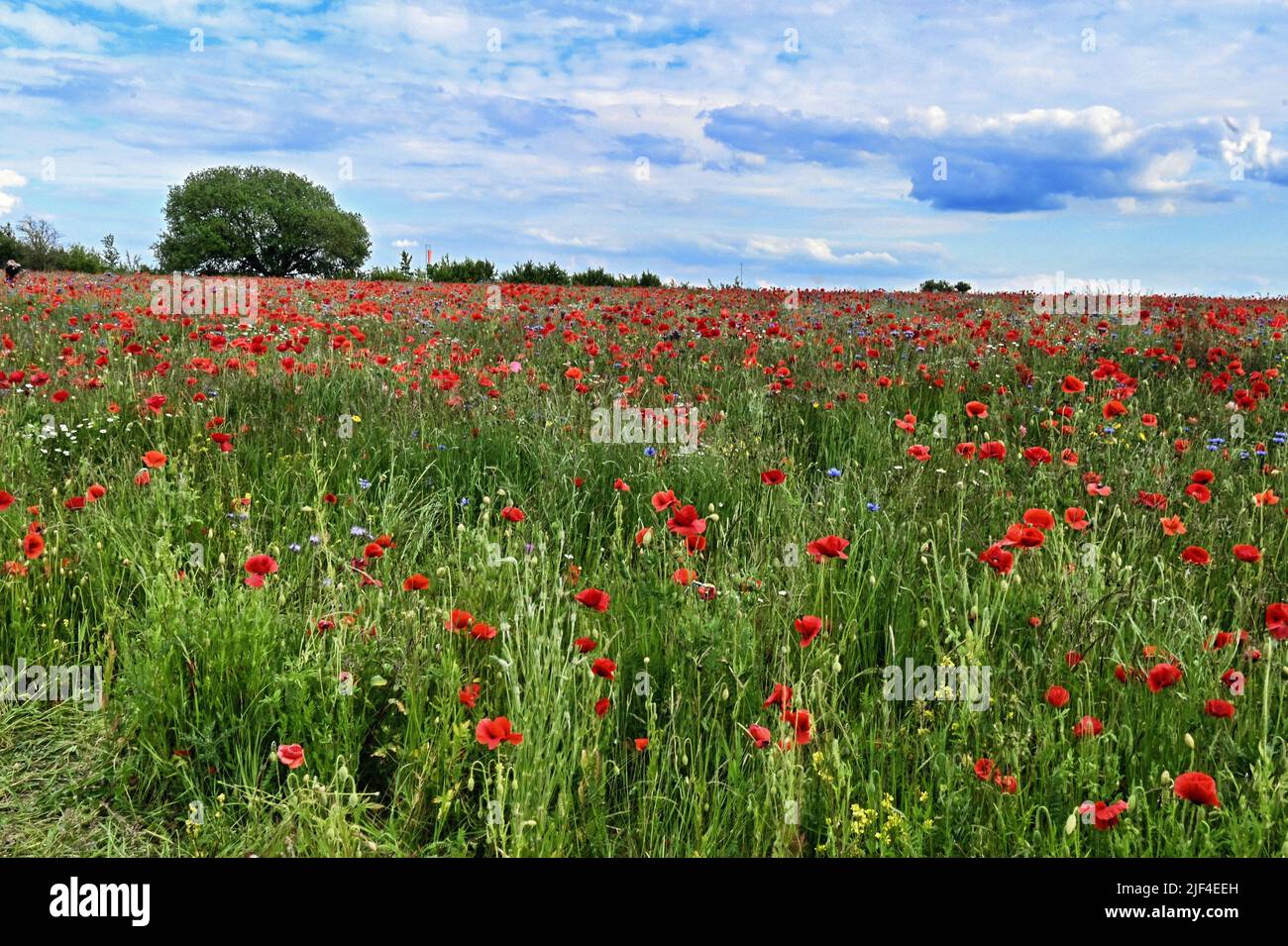Poppies rewilding hi-res stock photography and images - Alamy