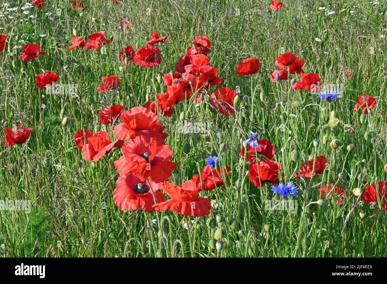 Poppies rewilding hi-res stock photography and images - Alamy