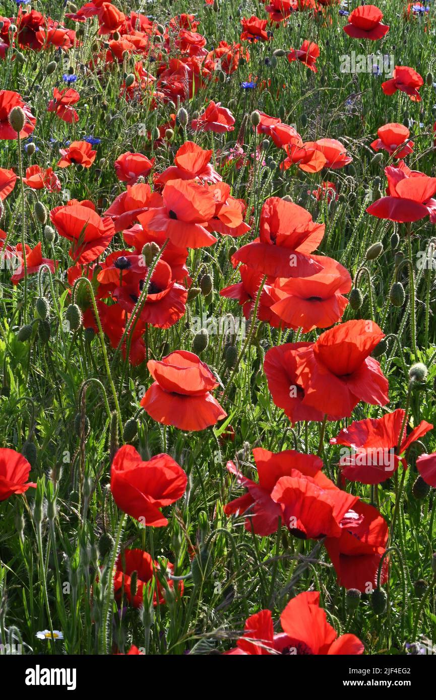 Poppies rewilding hi-res stock photography and images - Alamy