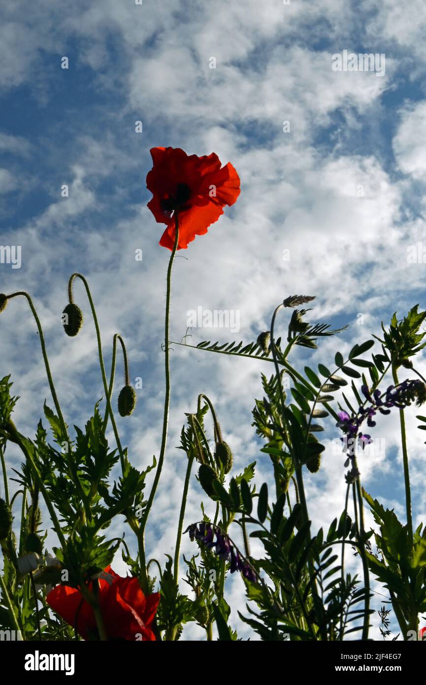 Poppies rewilding hi-res stock photography and images - Alamy