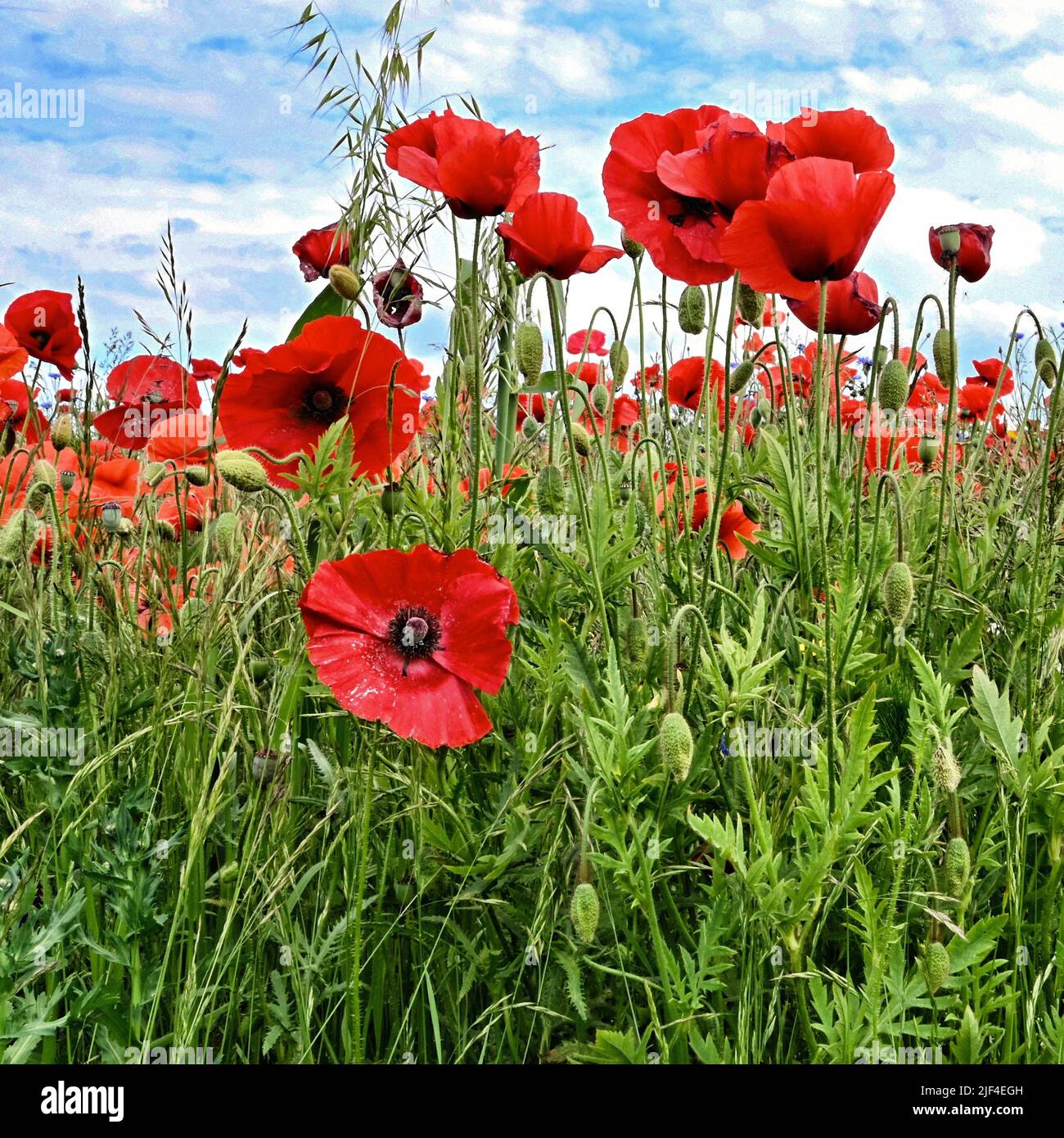 Poppies rewilding hi-res stock photography and images - Alamy