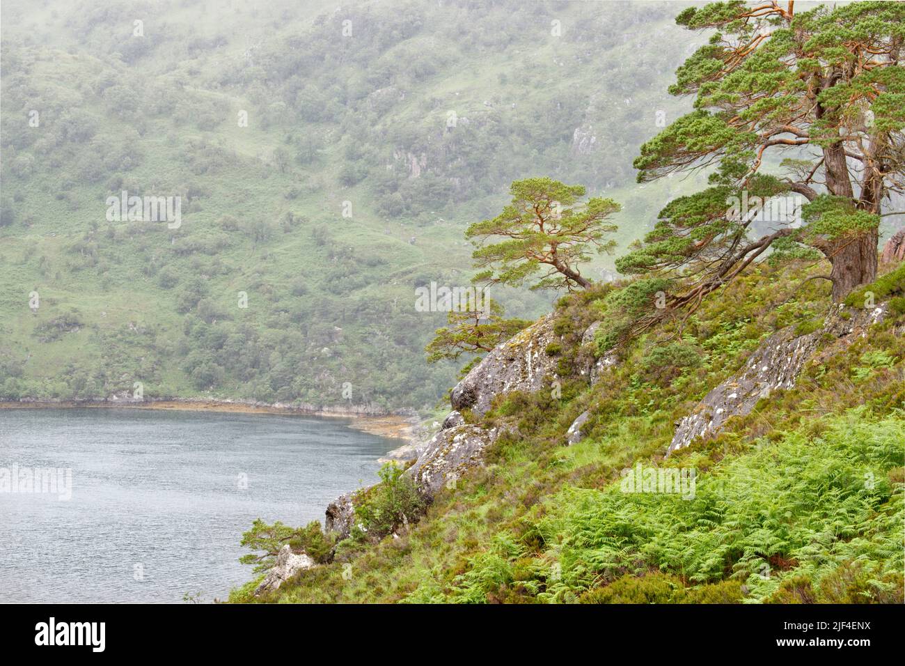 KINLOCH HOURN LOCH HOURN KNOYDART SCOTLAND HEAVY SUMMER RAIN AND PINE ...
