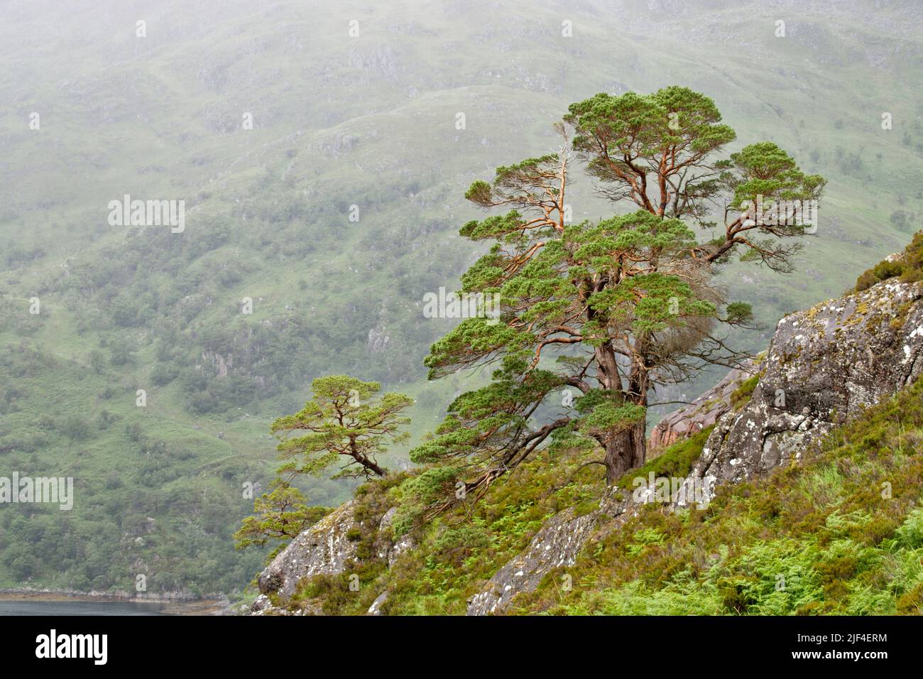 KINLOCH HOURN LOCH HOURN KNOYDART SCOTLAND SCOTS PINE TREES Pinus ...
