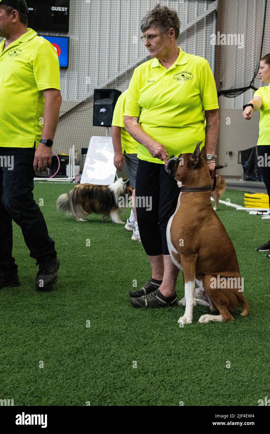 Boxer dog vector hi-res stock photography and images - Alamy