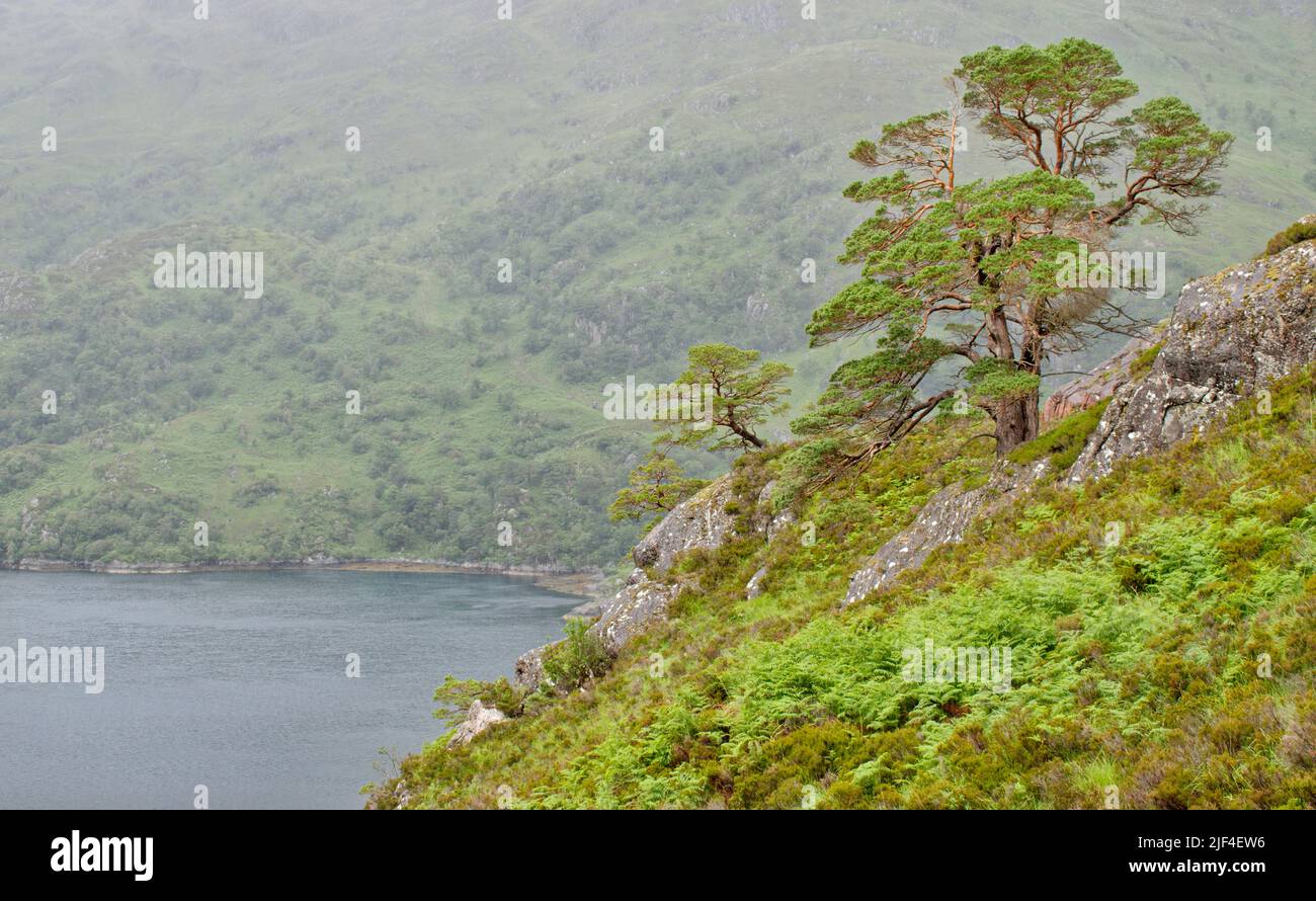 KINLOCH HOURN LOCH HOURN KNOYDART SCOTLAND SUMMER RAIN AND SCOTS PINE ...