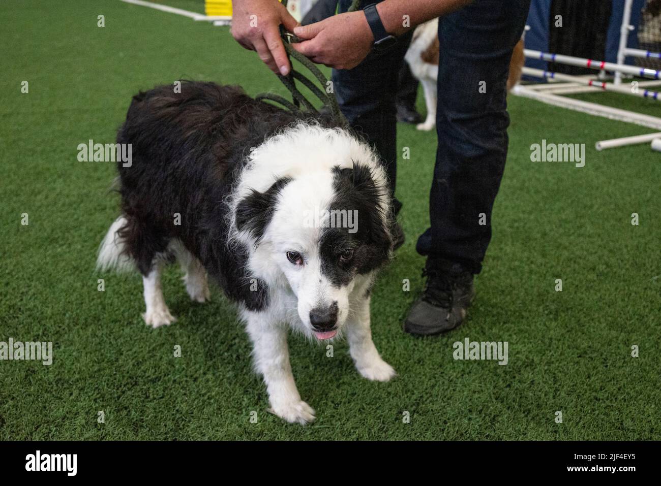 A sheep dog or sheepdog is generally a dog or breed of dogs ...