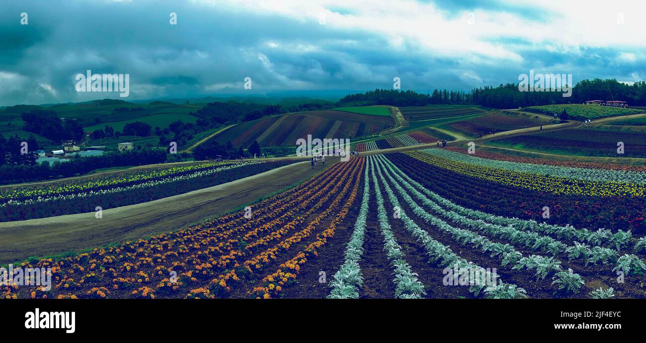 The beautiful countryside landscape with colorful fields against the ...