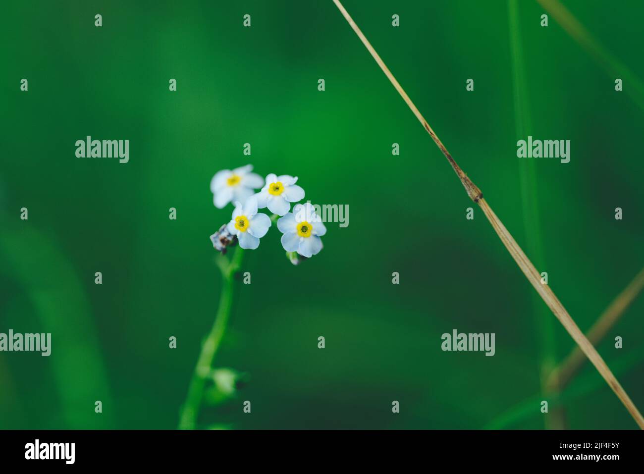 Beautiful Forget-me-nots close up for background or wallpaper Stock ...