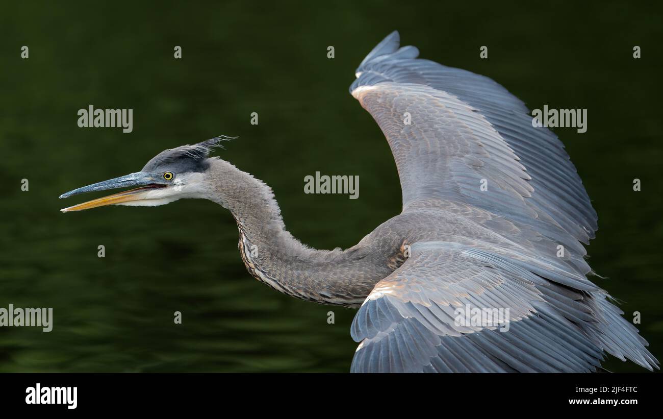 Great Blue Heron Flying Stock Photo - Alamy