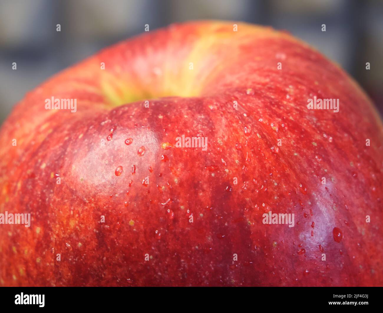 Large gala hi-res stock photography and images - Alamy