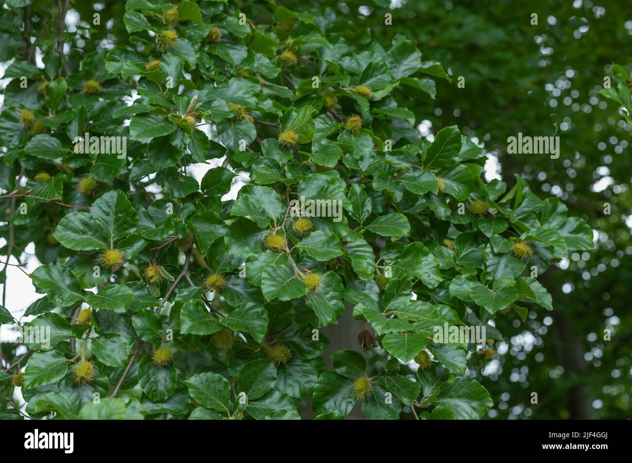 Beech tree seeds hi-res stock photography and images - Alamy