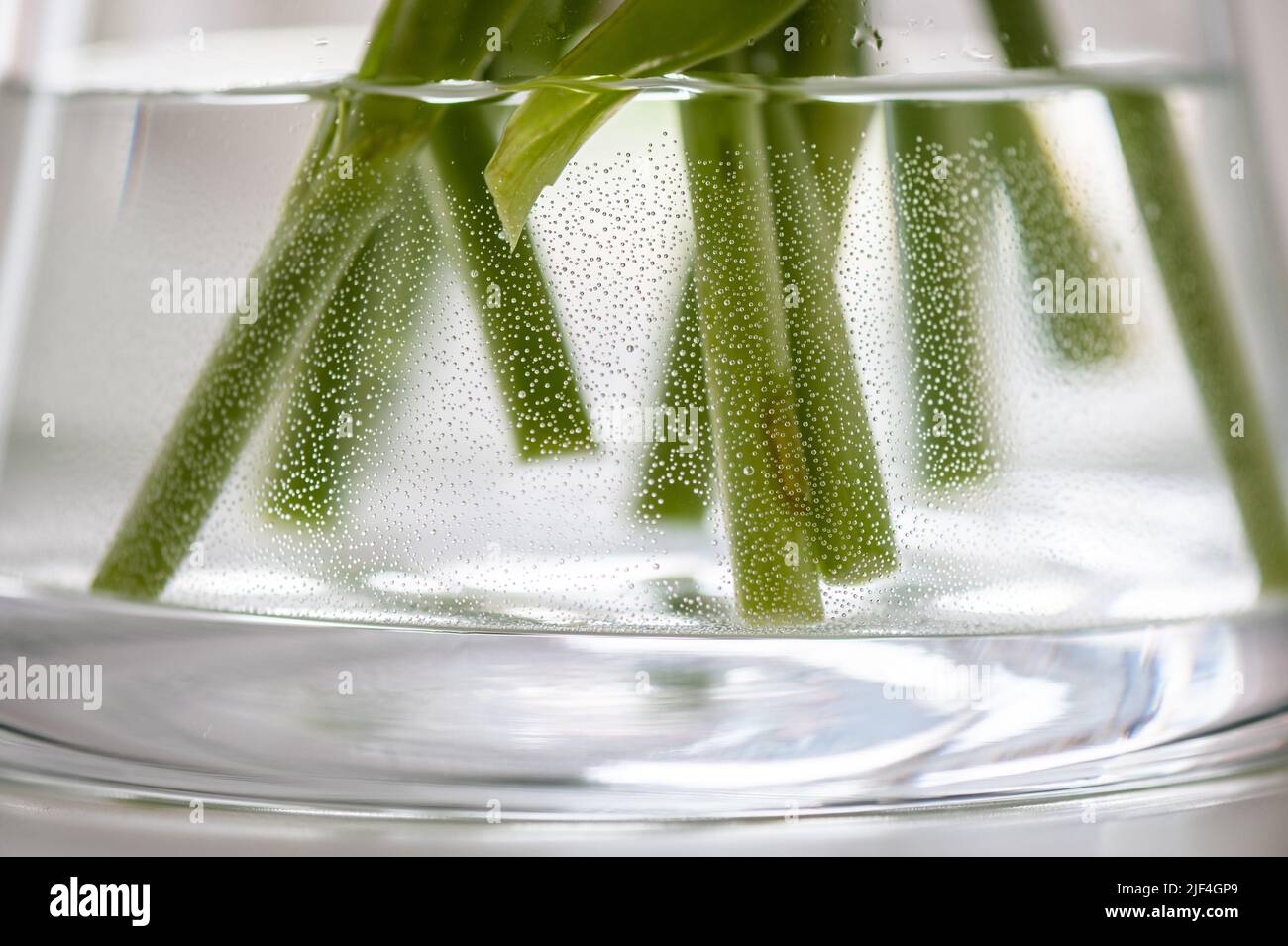 Green flowers in water in transparent glass vase Stock Photo - Alamy