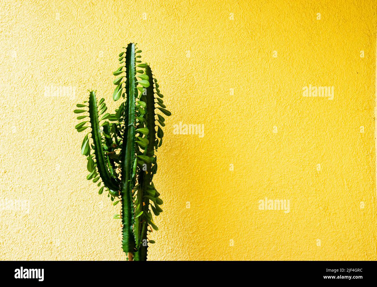 Pot without flower hi-res stock photography and images - Alamy