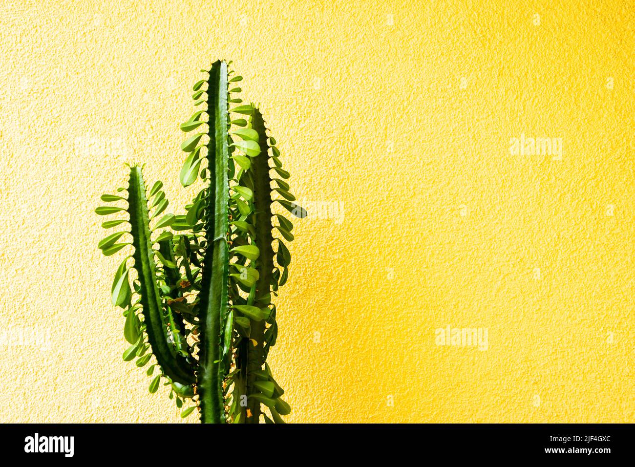 Pot without flower hi-res stock photography and images - Alamy