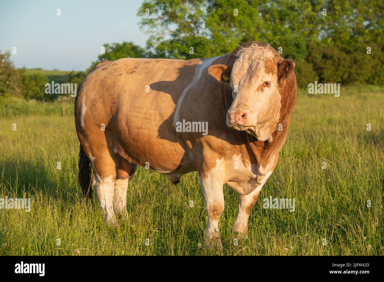Beef bull hi-res stock photography and images - Alamy
