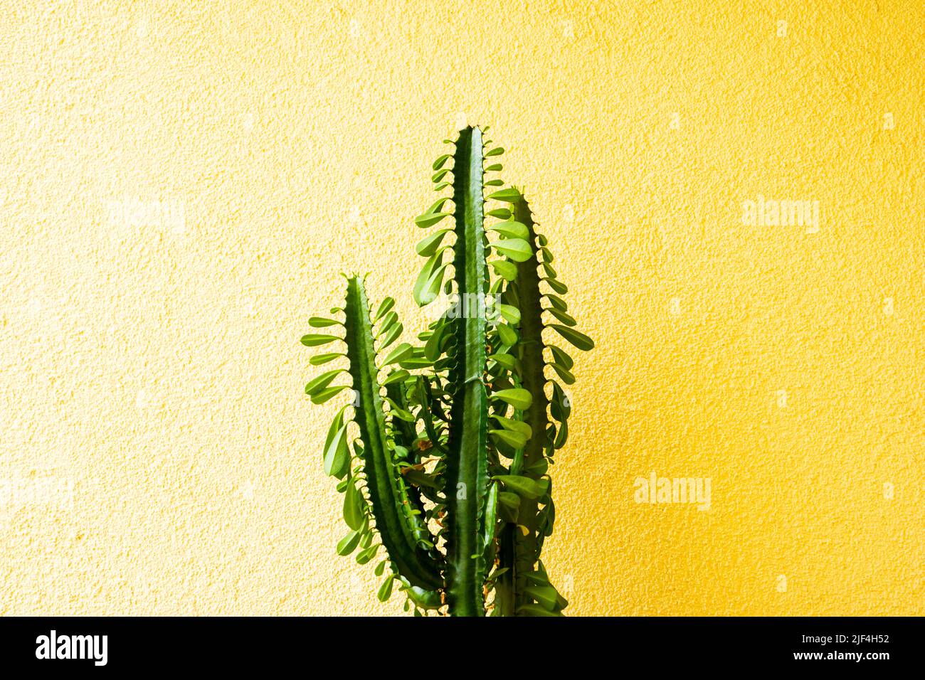Pot without flower hi-res stock photography and images - Alamy