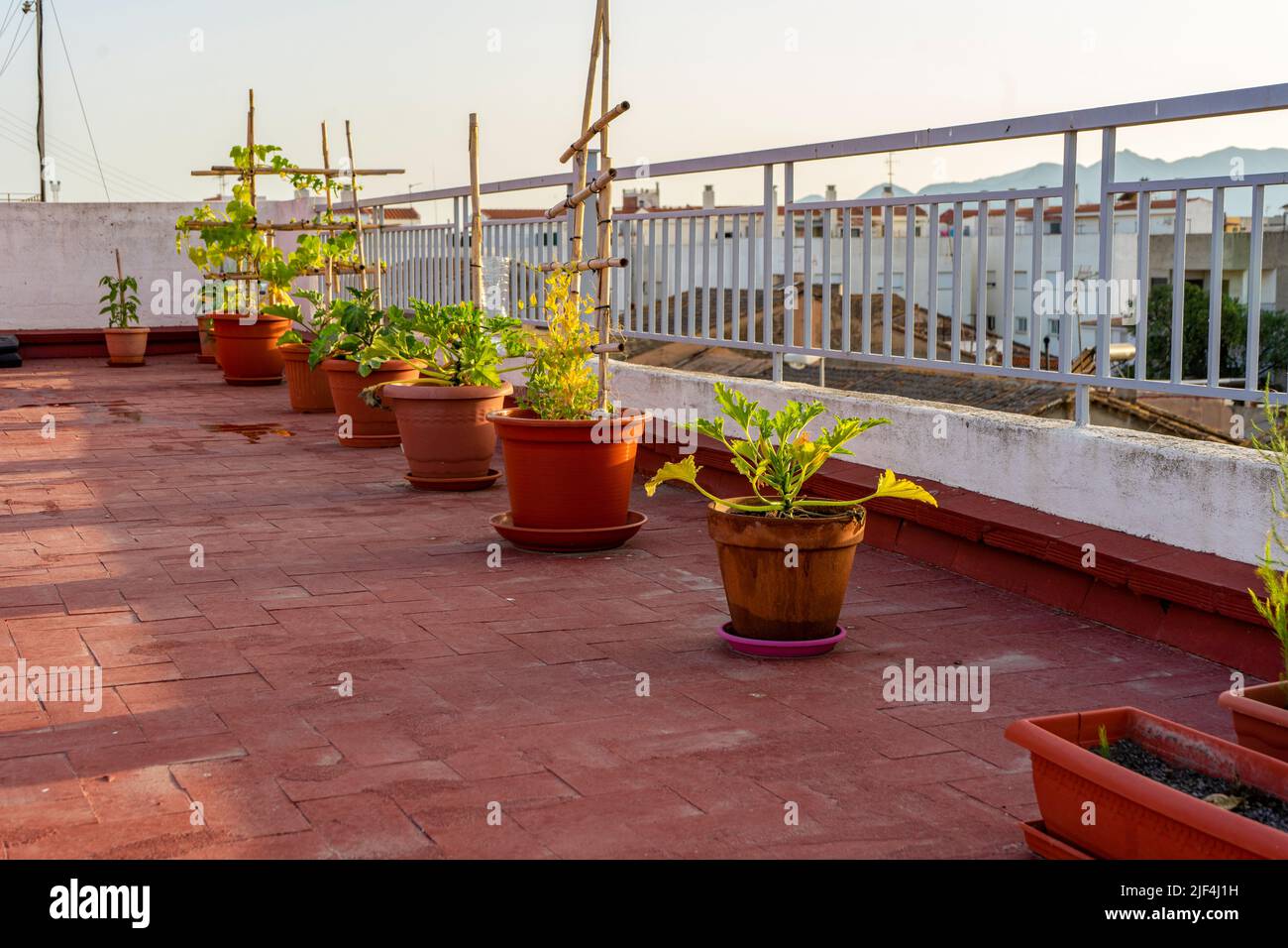 View of the urban garden of plastic pots with various vegetables full ...