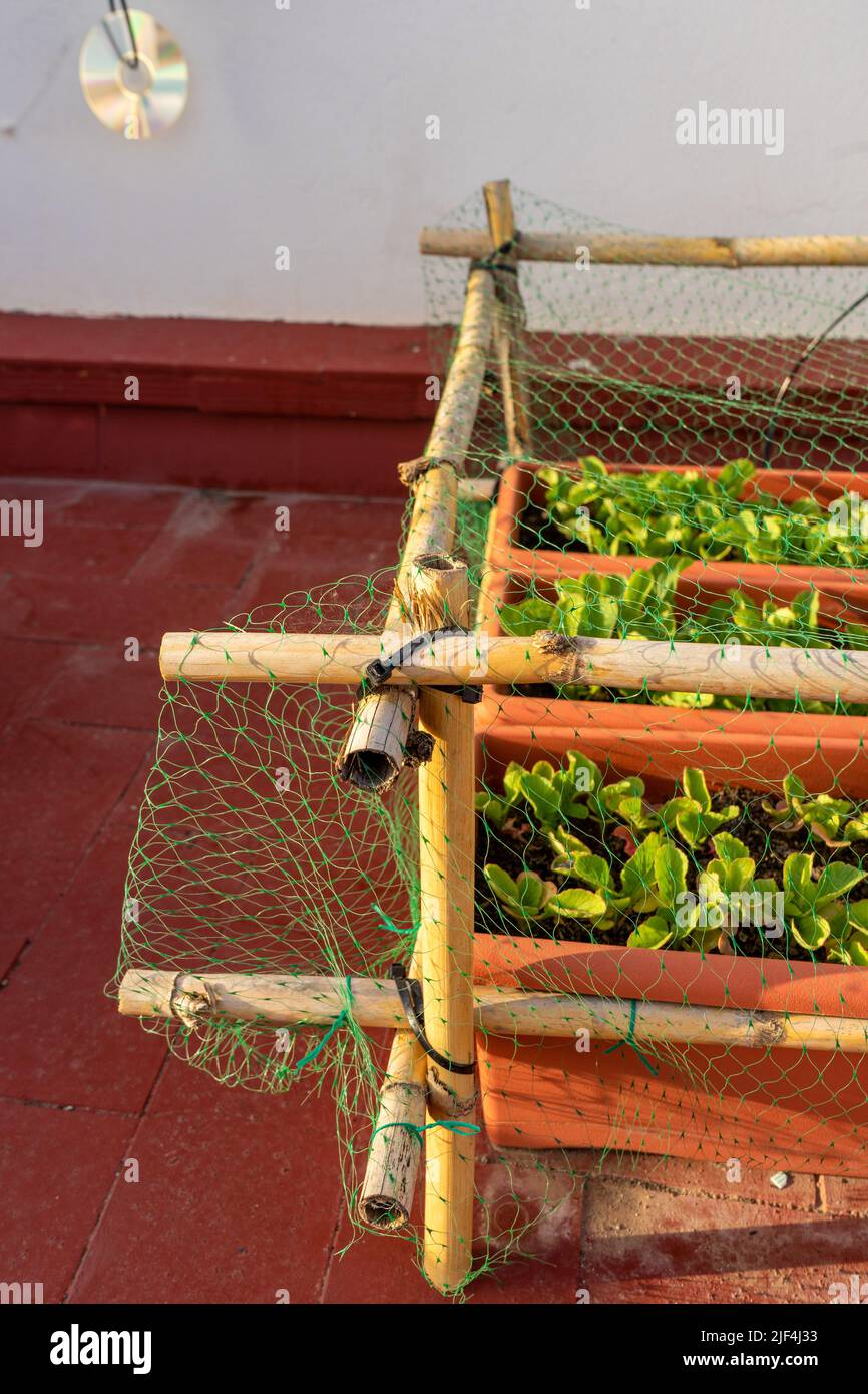 Detail of some radishes planted in several plastic pots protected from ...