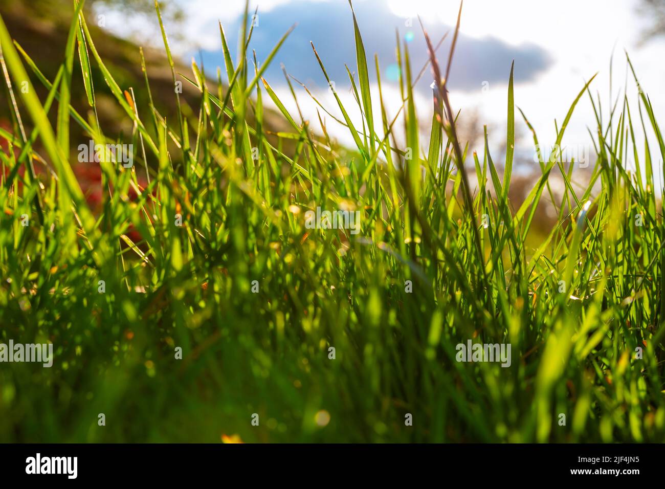 Grasses and sunlights. Nature or carbon neutrality or environment ...