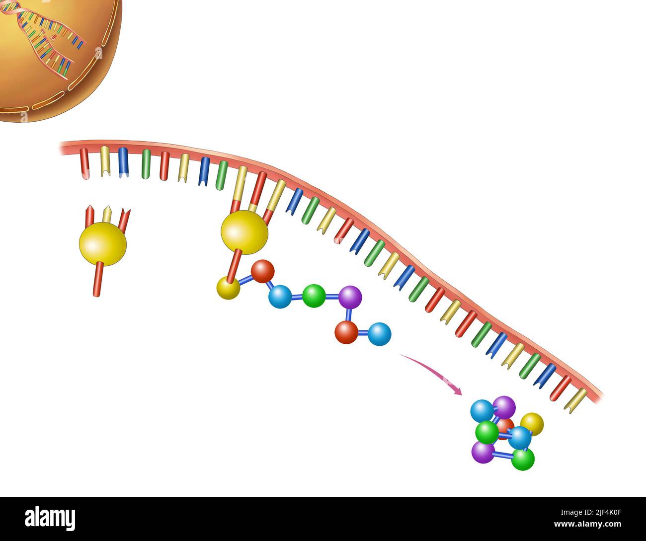 DNA Illustration, Genes of Life Sciences Stock Photo - Alamy