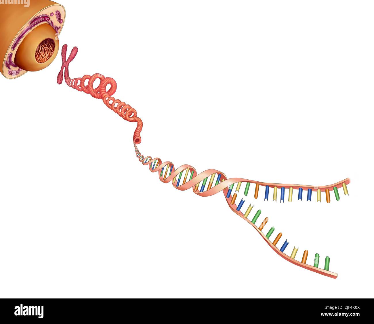 Dna rna graphic hi-res stock photography and images - Alamy
