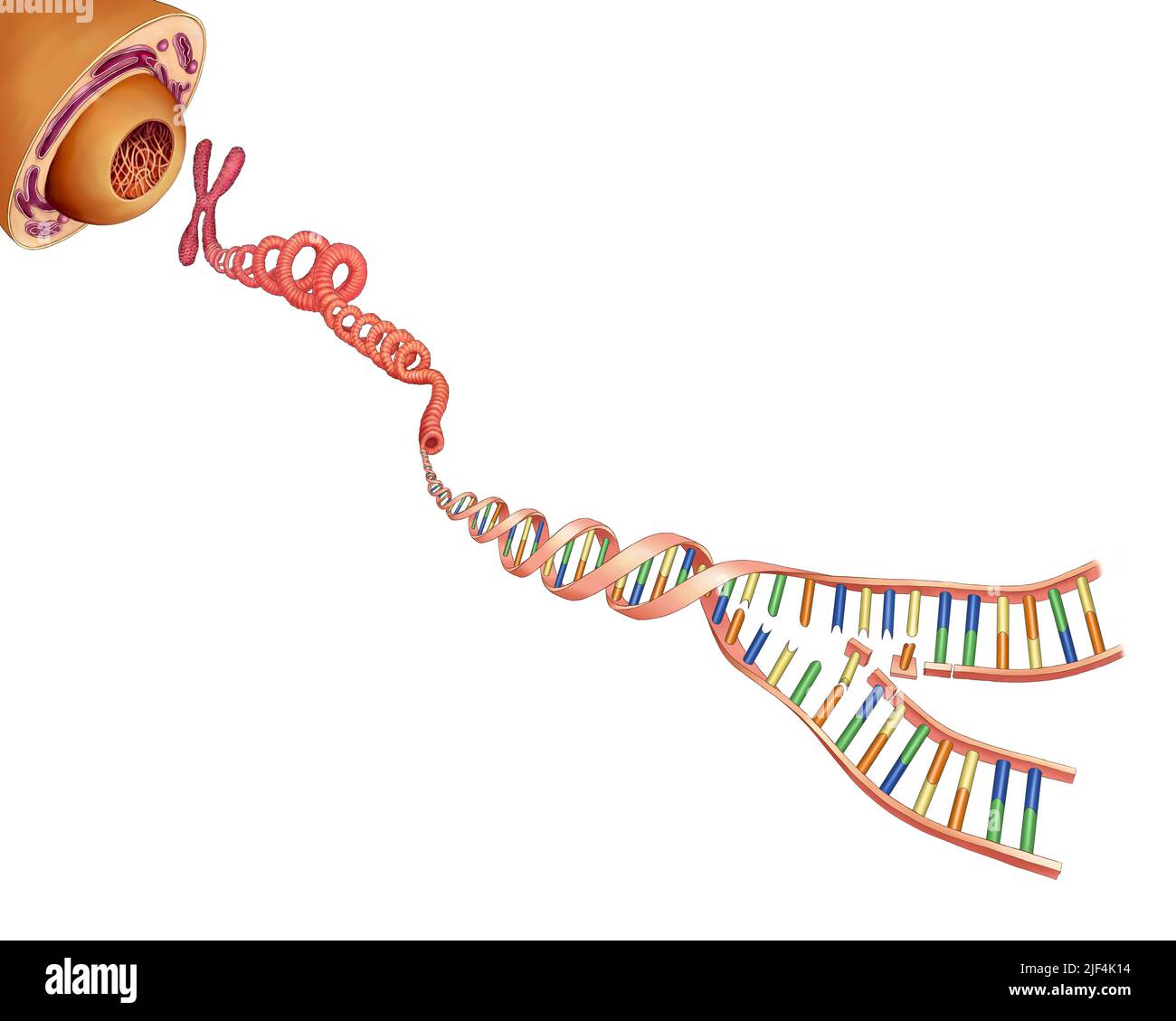 DNA Illustration, Genes of Life Sciences Stock Photo - Alamy