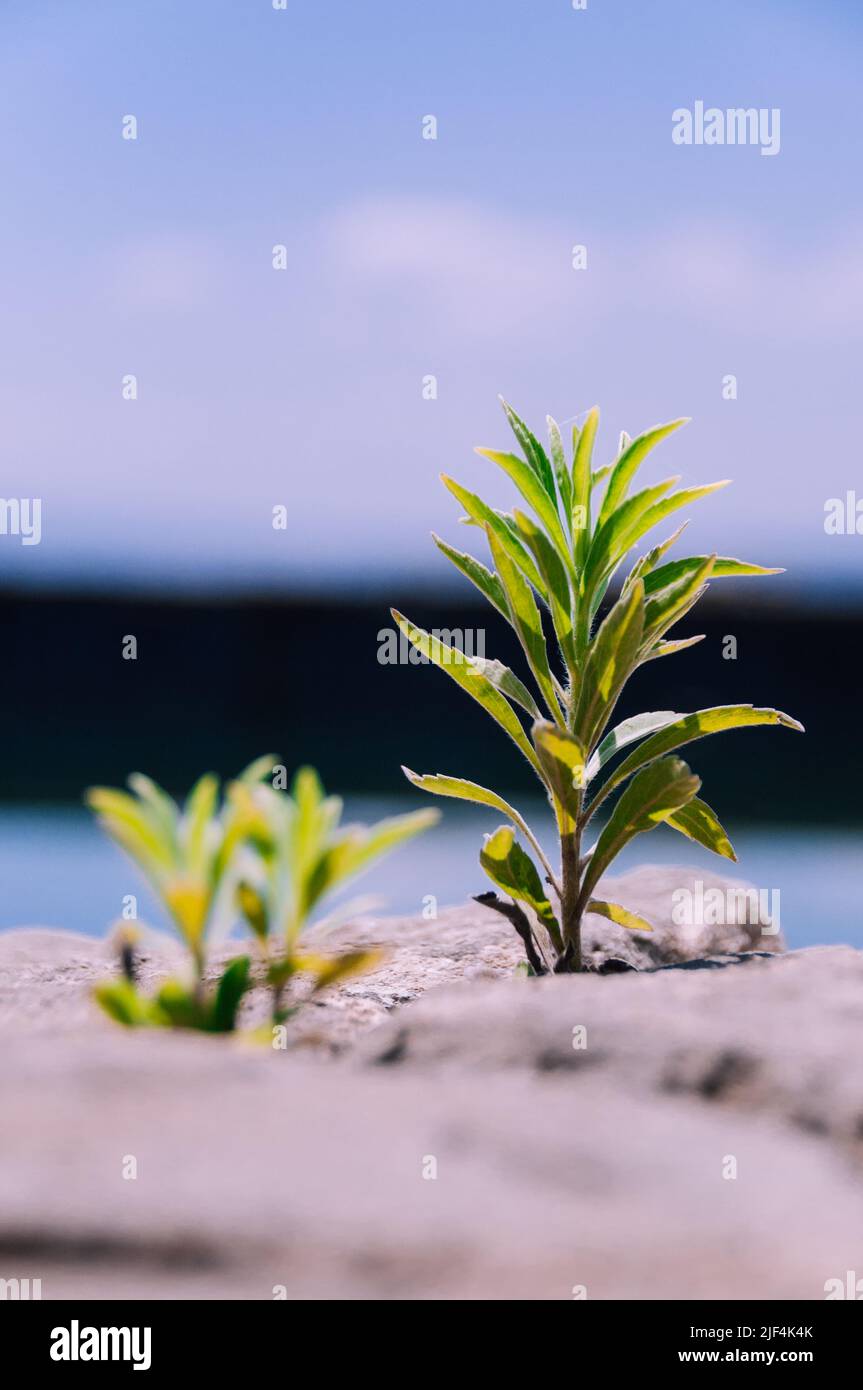Sister Plants Observing Each Other Stock Photo - Alamy