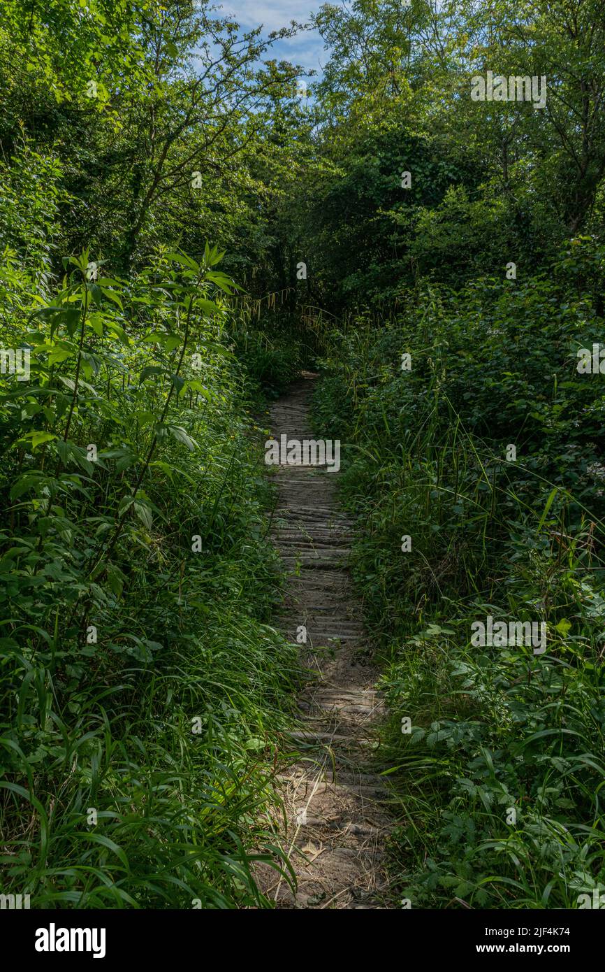 Lavernock nature reserve hi-res stock photography and images - Alamy