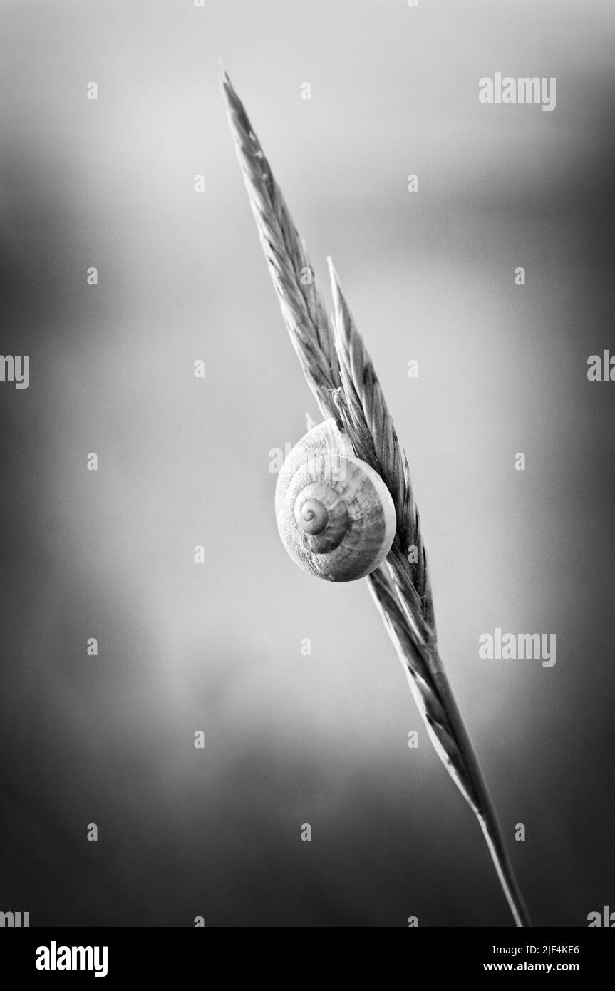 Cepaea nemoralis Solitary snail climbing the plant, hidden inside the ...