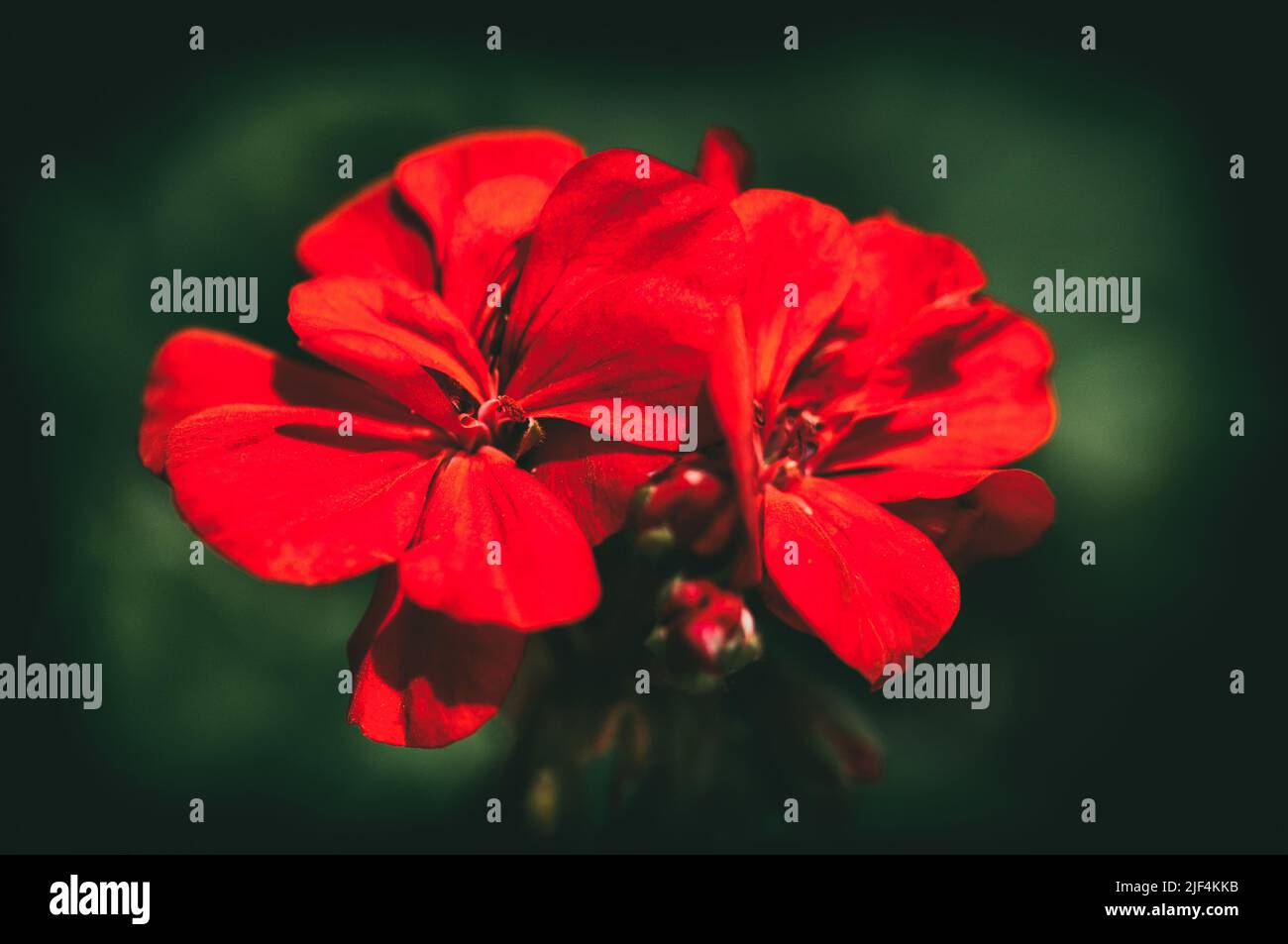 geranium Geraniales aka cranesbill flower, unfocused on green ...