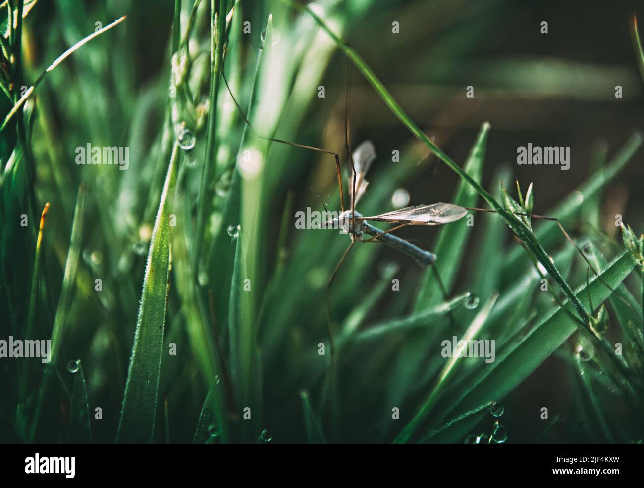 The big crane fly Tipula maxima resting in the grass Stock Photo - Alamy