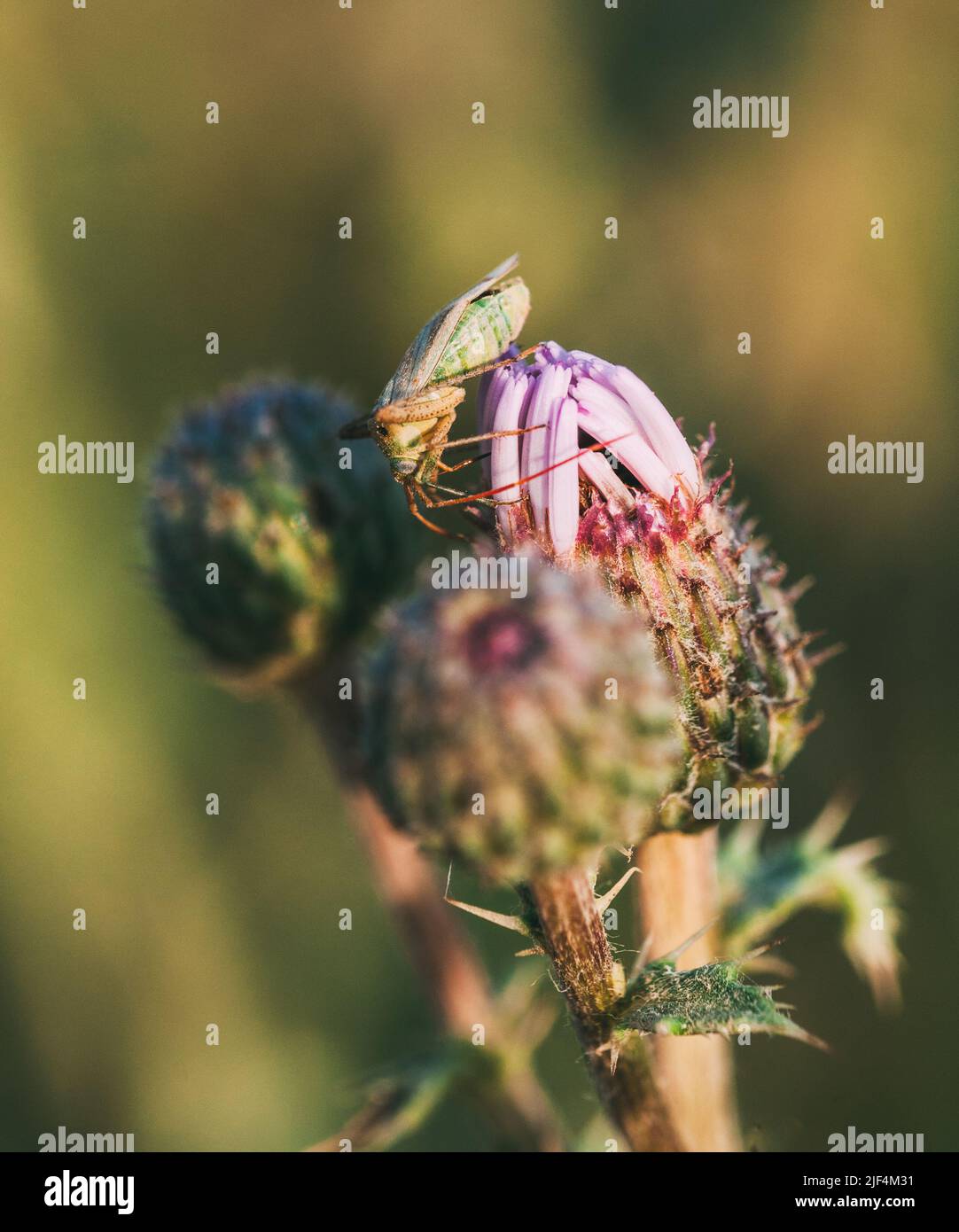 Insect looking at a flower in the garden Stock Photo - Alamy