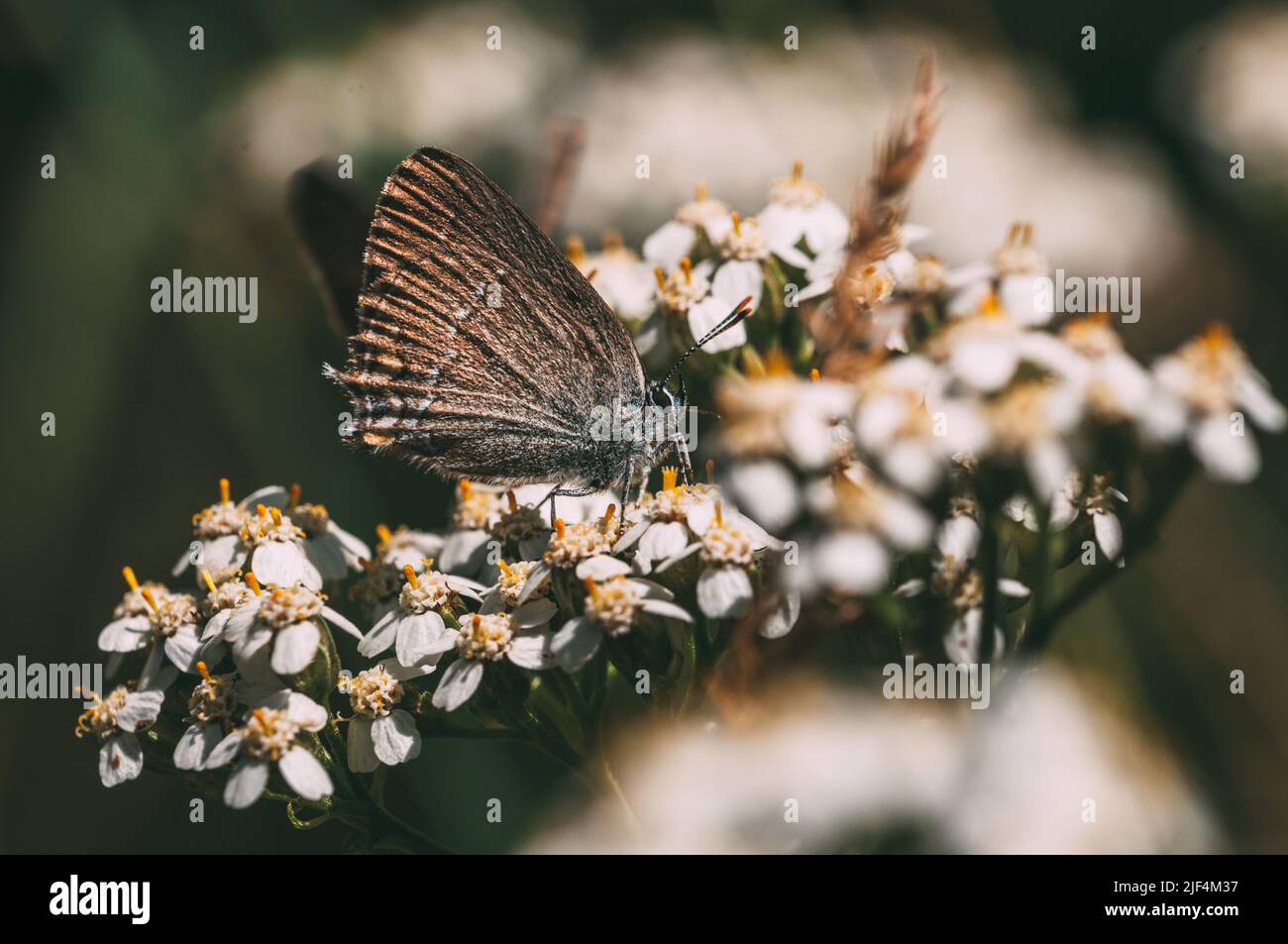 Butterfly image to colour hi-res stock photography and images - Alamy