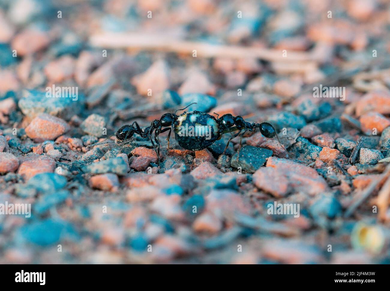 Muscle ant hi-res stock photography and images - Alamy