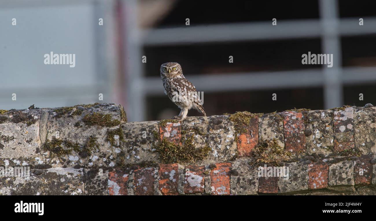 little owl sat up Stock Photo - Alamy
