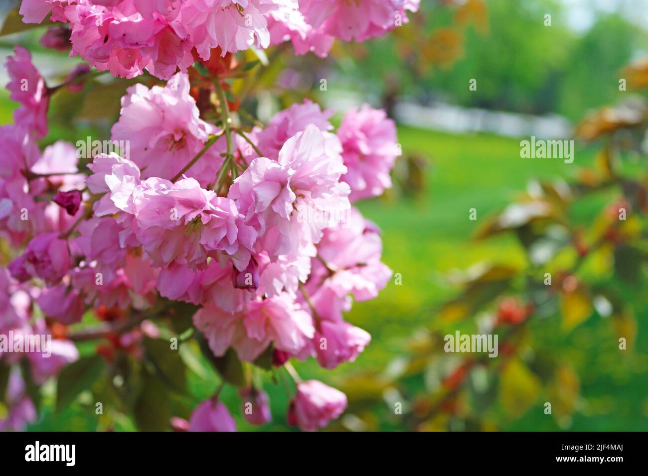 Sakura flowers of sakura tree in the spring Stock Photo - Alamy