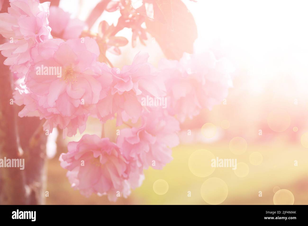 Sakura flowers of sakura tree in the spring. Lights Stock Photo - Alamy