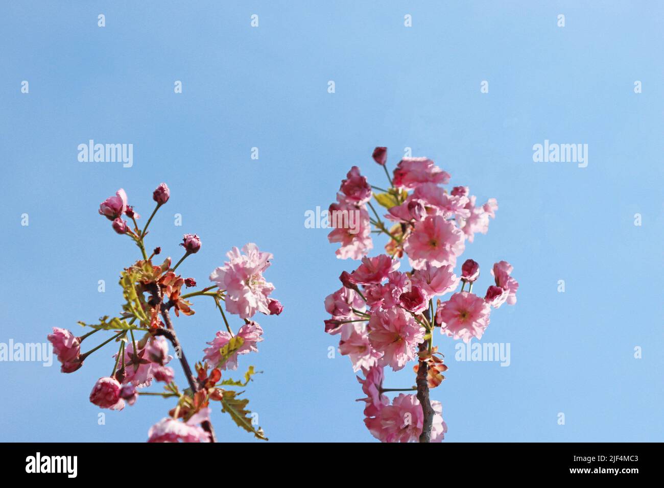 Sakura flowers of sakura tree in the spring Stock Photo - Alamy