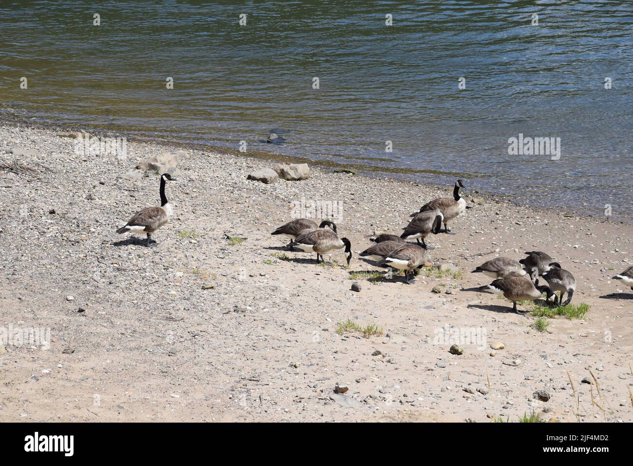 Cobra north rhine westphalia hi-res stock photography and images - Alamy
