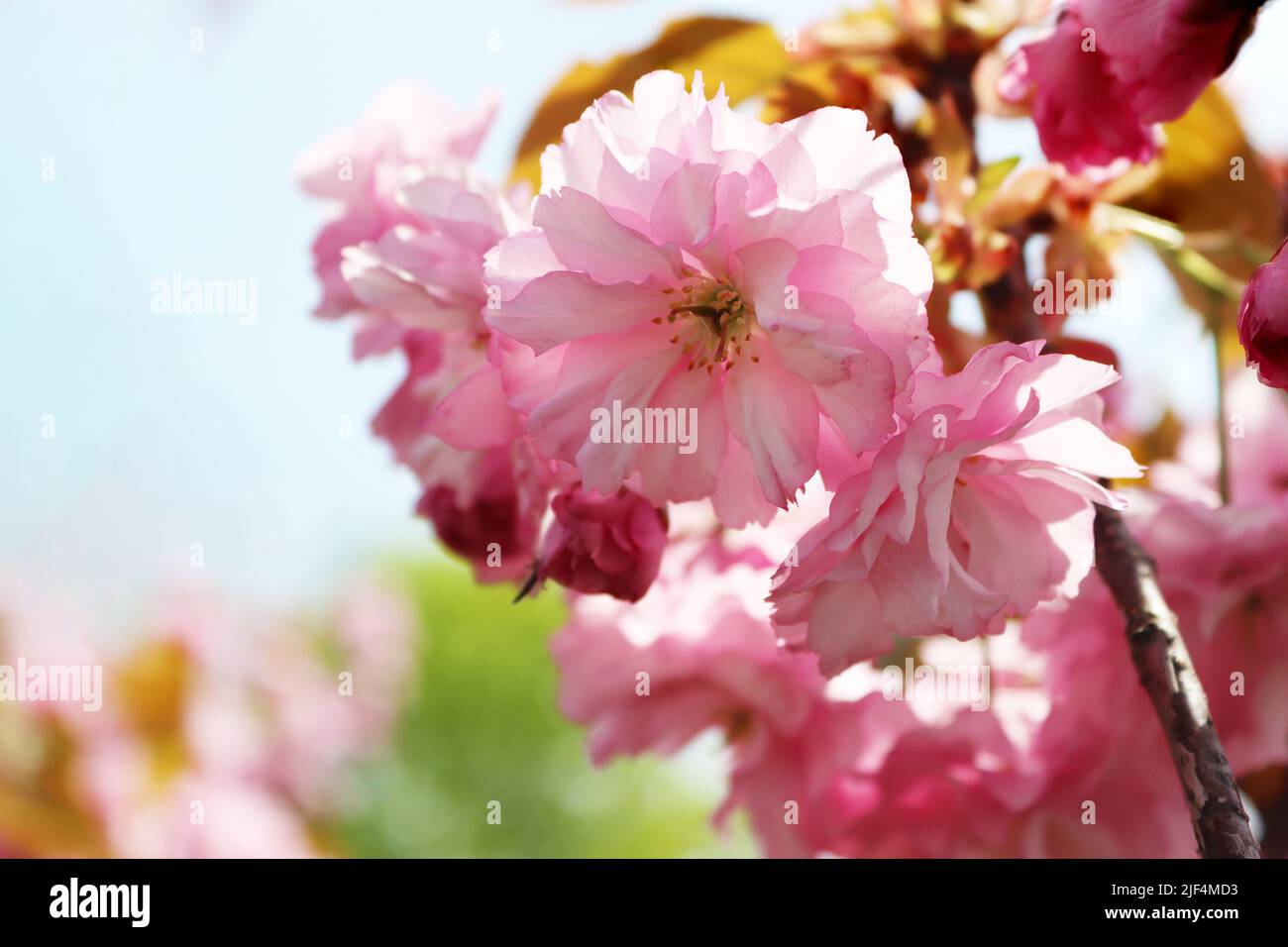Sakura flowers of sakura tree in the spring Stock Photo - Alamy