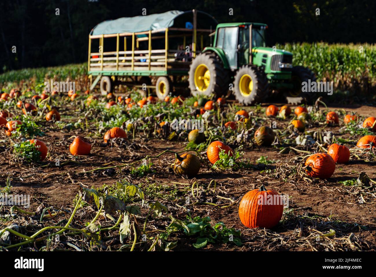 A view of the pumpkin field and a truck Stock Photo - Alamy
