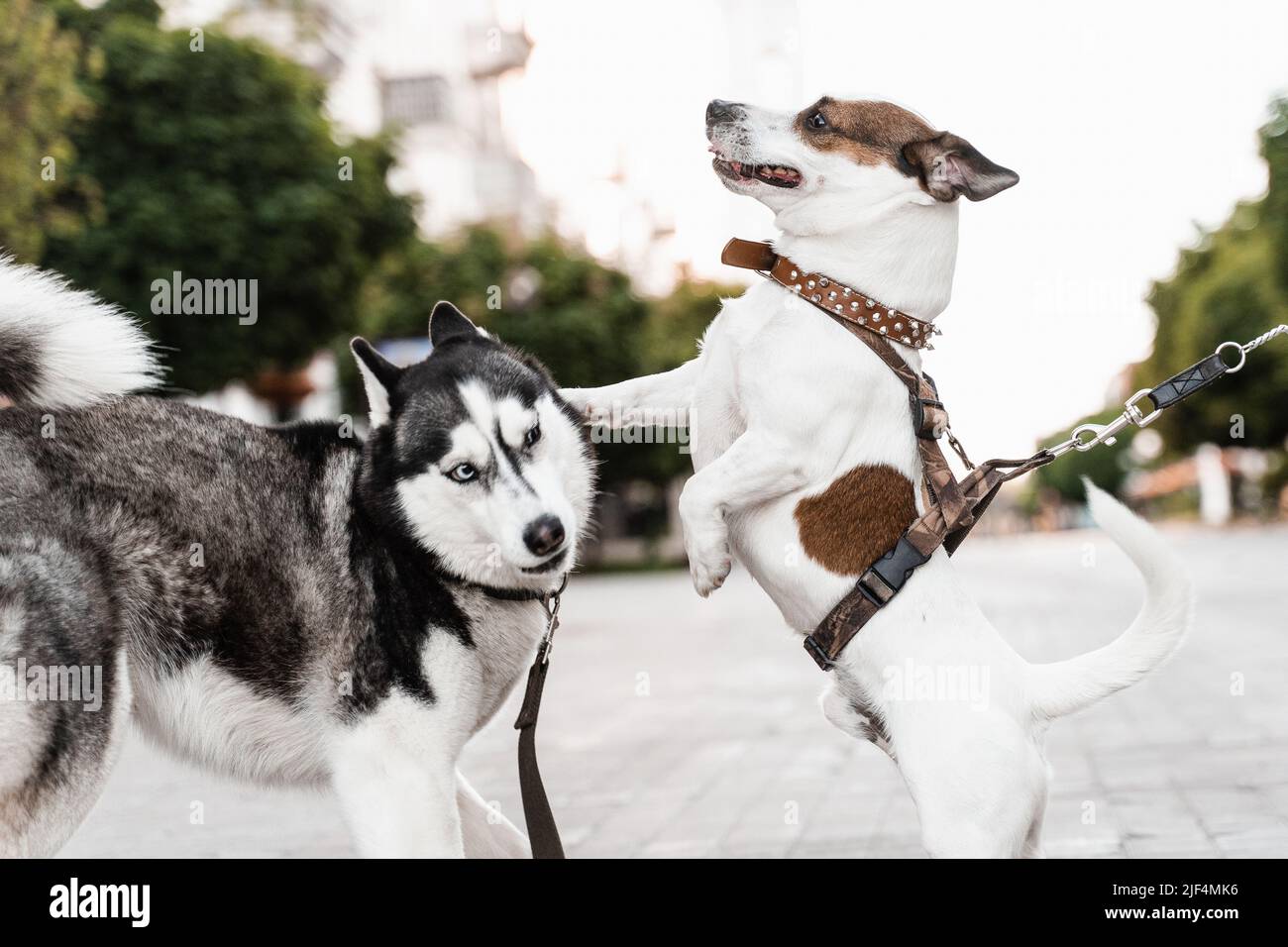 Siberian husky and Jack Russell terrier play on the street. Funny puppy dogs. 2 adorable dogs ...