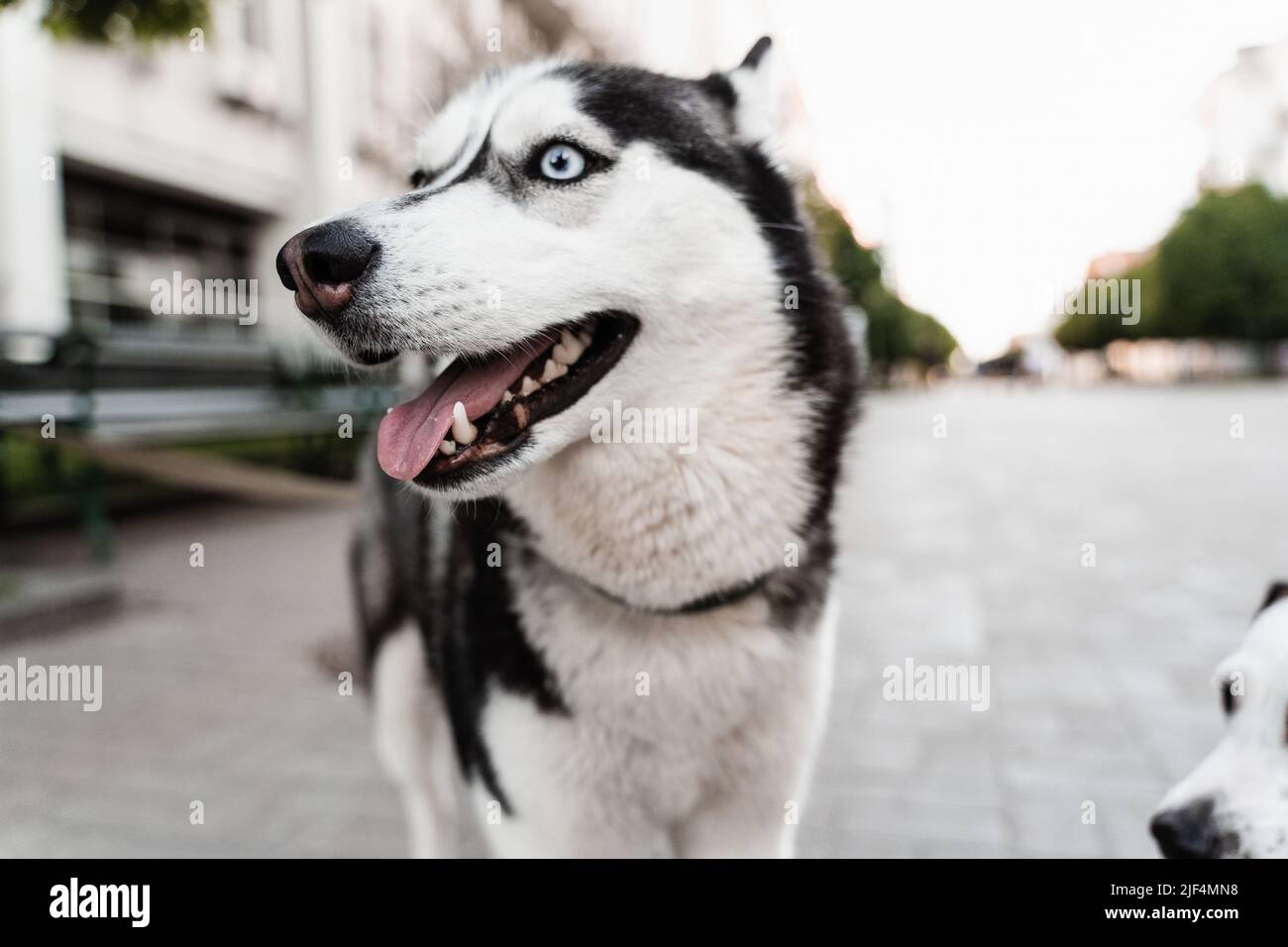 Playful and adorable Siberian Husky puppy outdoors close-up portrait ...